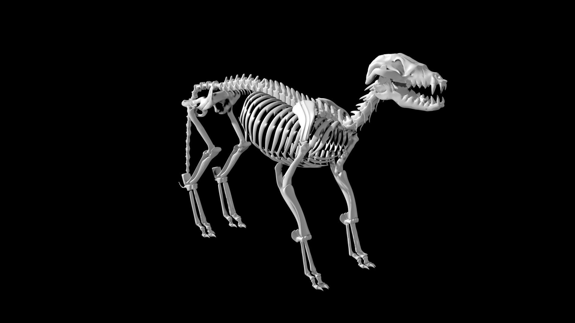 Rigged Fox Skeleton Model - TurboSquid 1885056