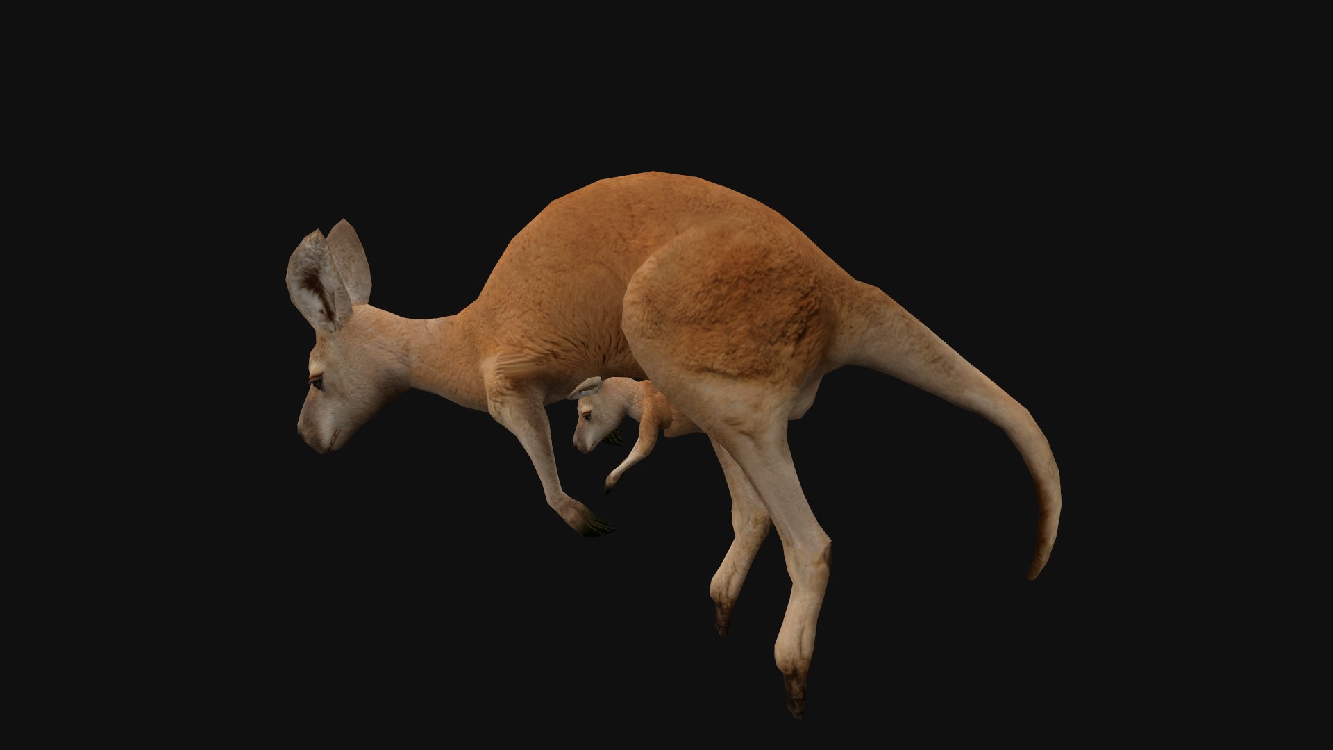Kangaroo with baby model - TurboSquid 2175951