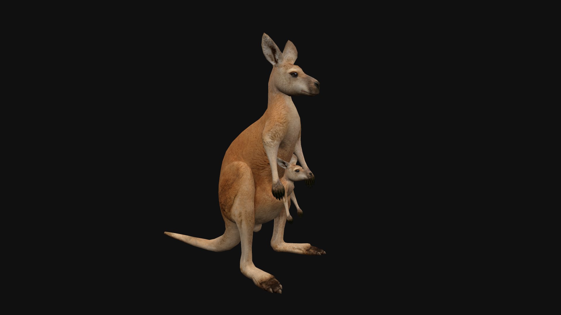 Kangaroo with baby model - TurboSquid 2175951
