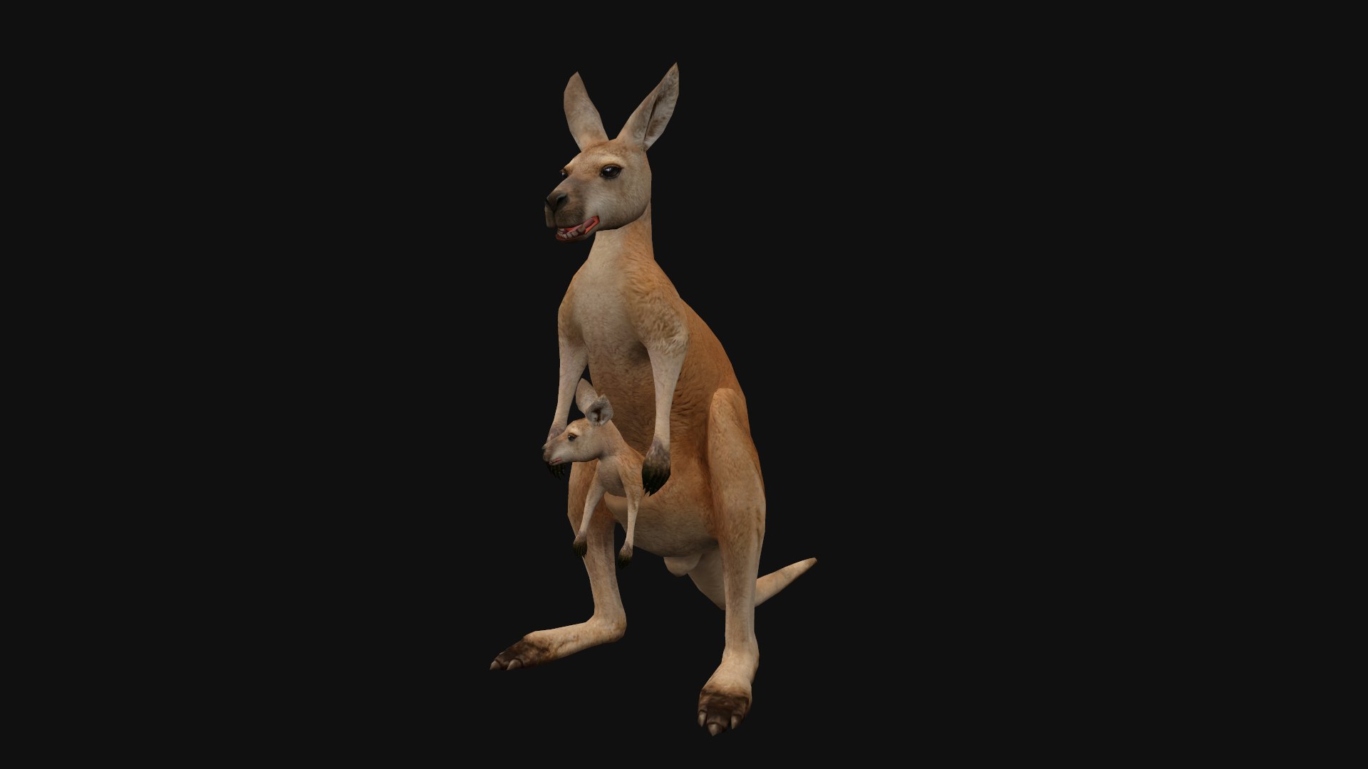 Kangaroo with baby model - TurboSquid 2175951