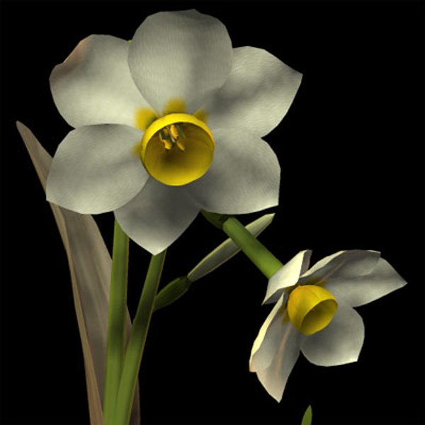 3d model daffodil