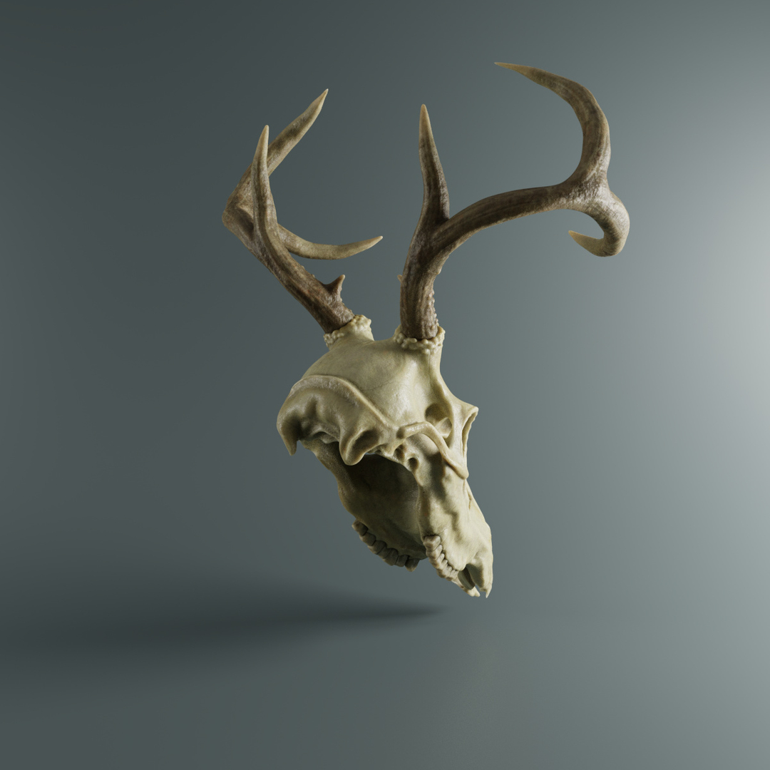 3D deer skull - TurboSquid 1340885