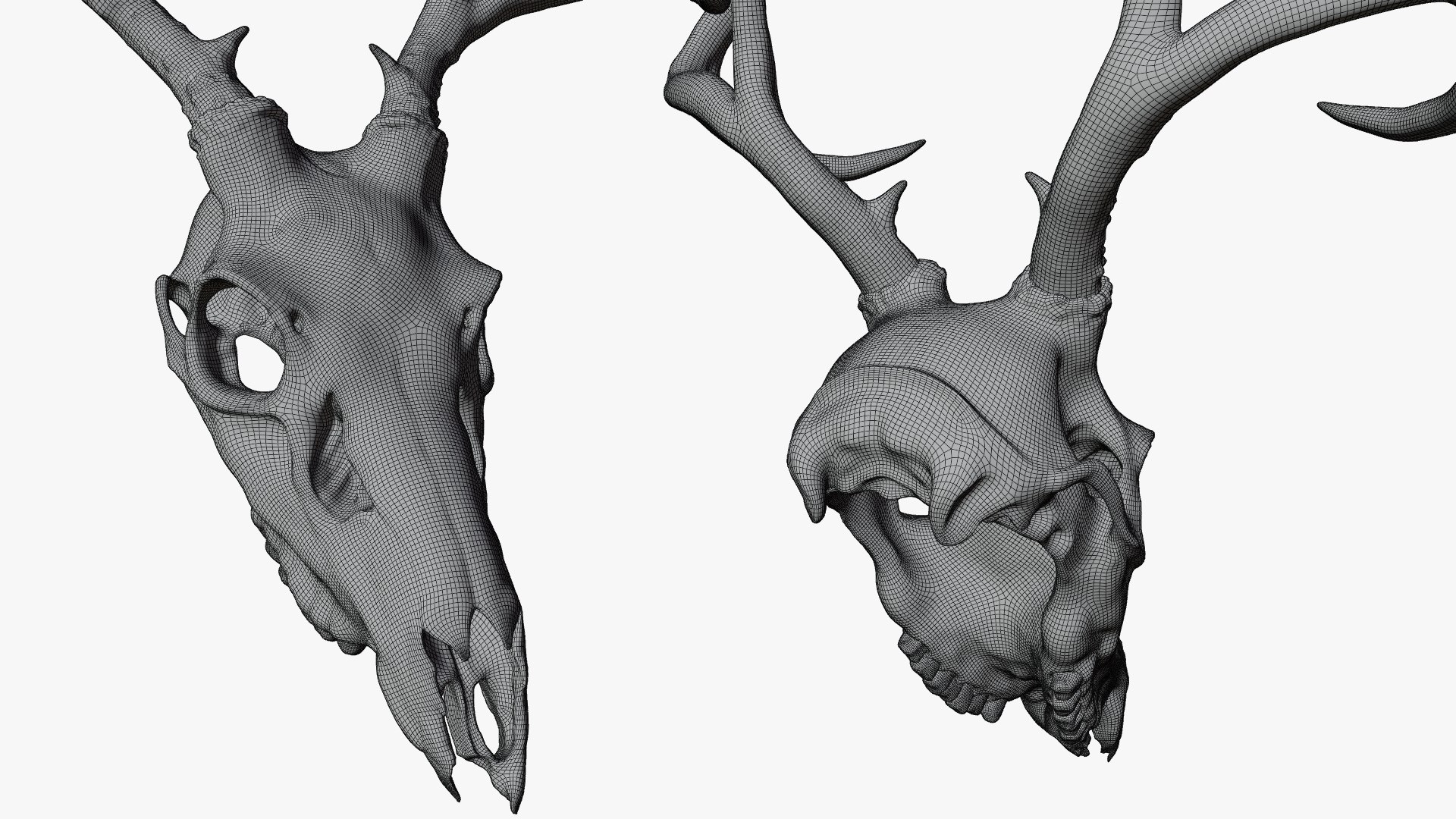 3D Deer Skull - TurboSquid 1340885