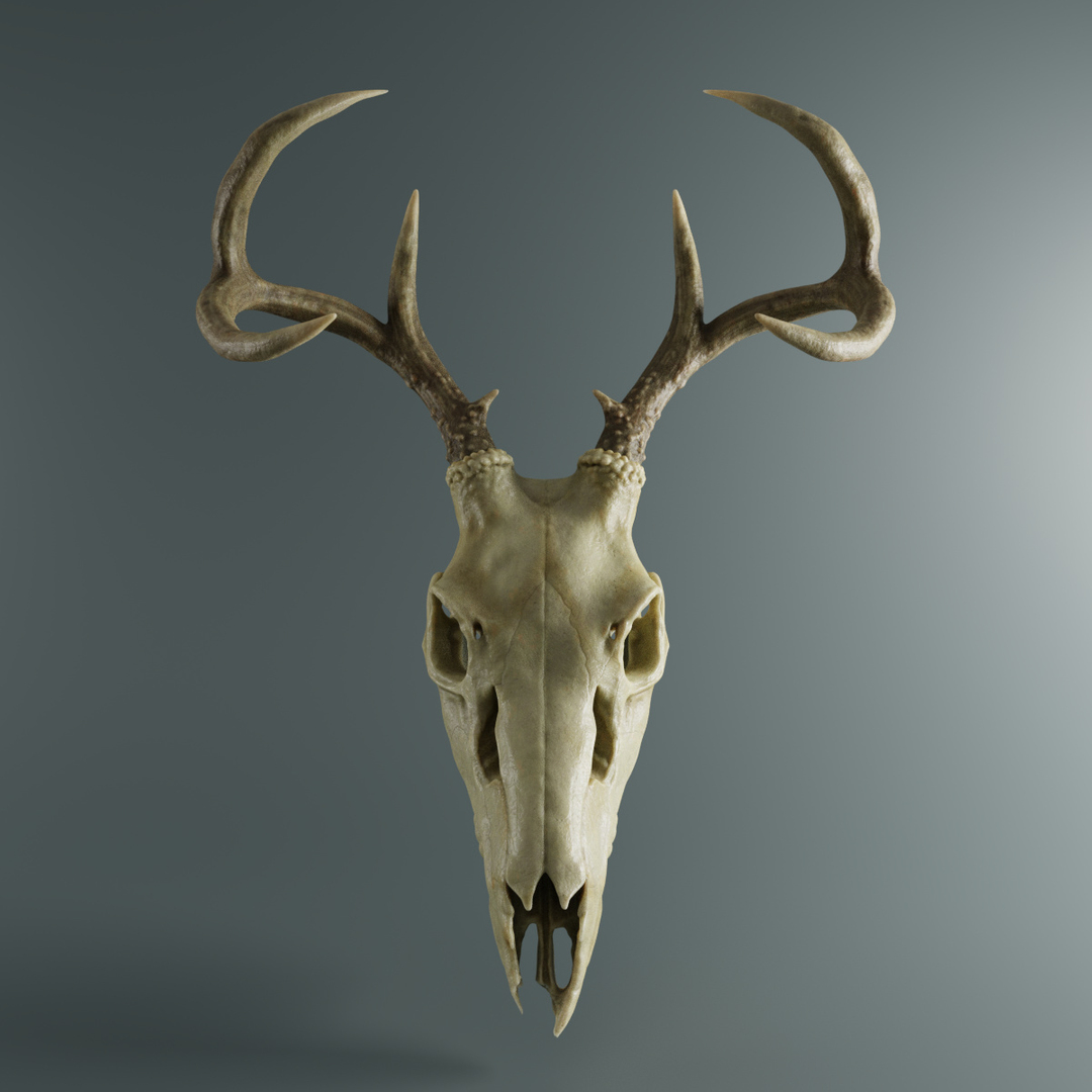 3D deer skull - TurboSquid 1340885