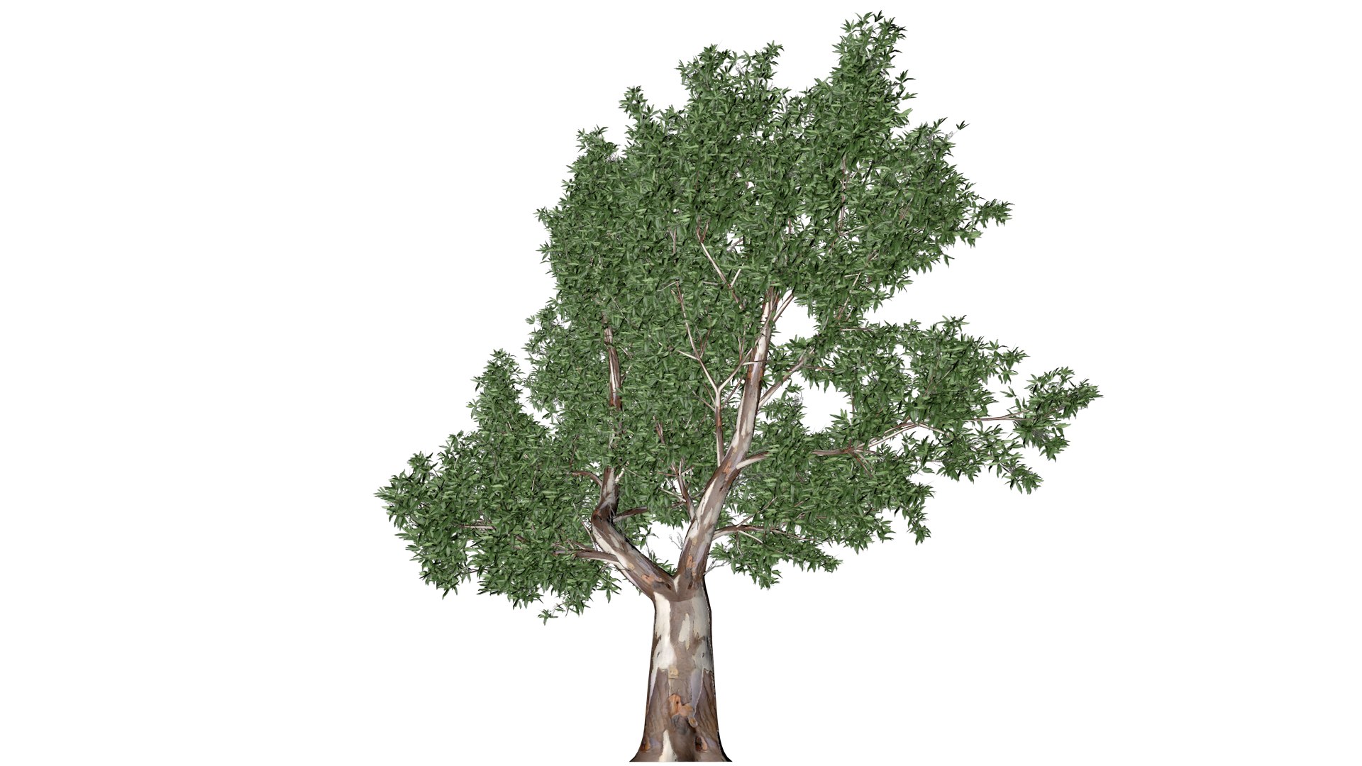 3D Red Gum Tree - 05 - Model - TurboSquid 2377692