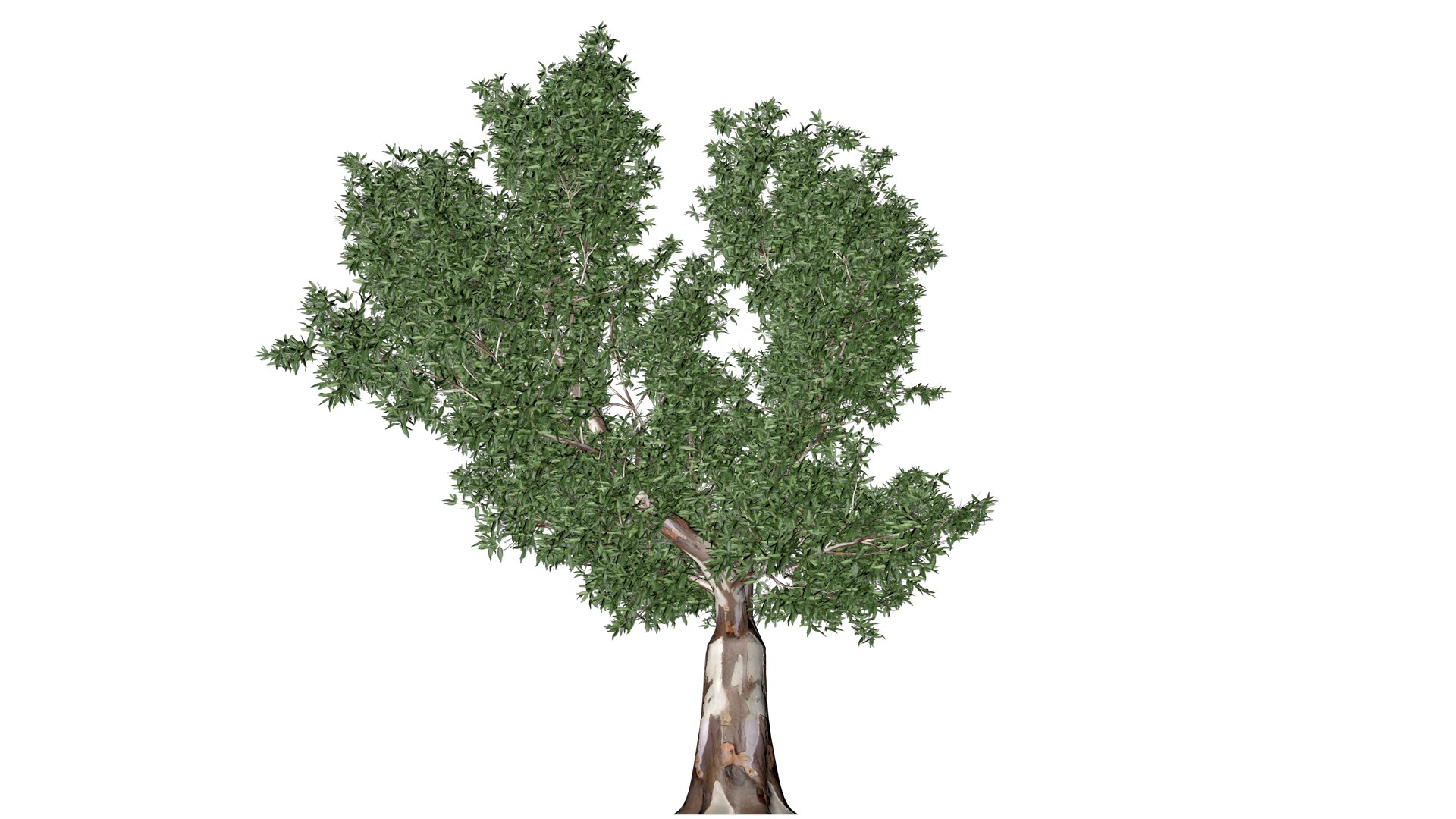 3D Red Gum Tree - 05 - Model - TurboSquid 2377692