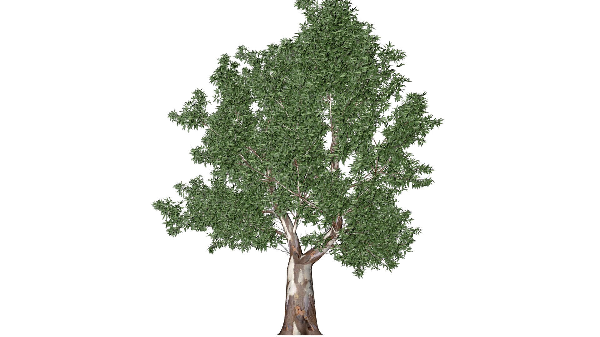 3D Red Gum Tree - 05 - Model - TurboSquid 2377692