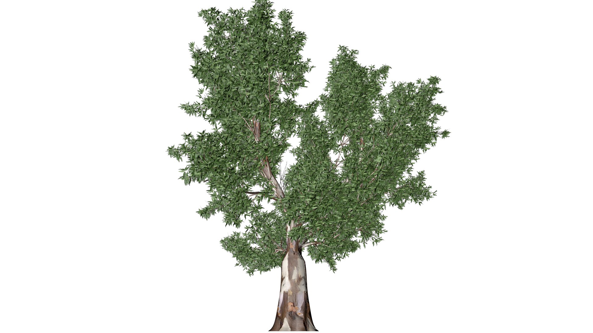 3D Red Gum Tree - 05 - Model - TurboSquid 2377692