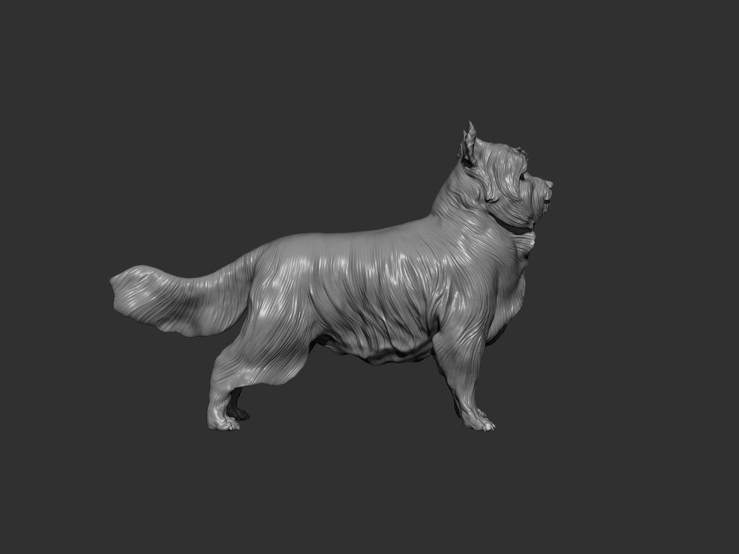 3D Yorkie terrier model - TurboSquid 2151047