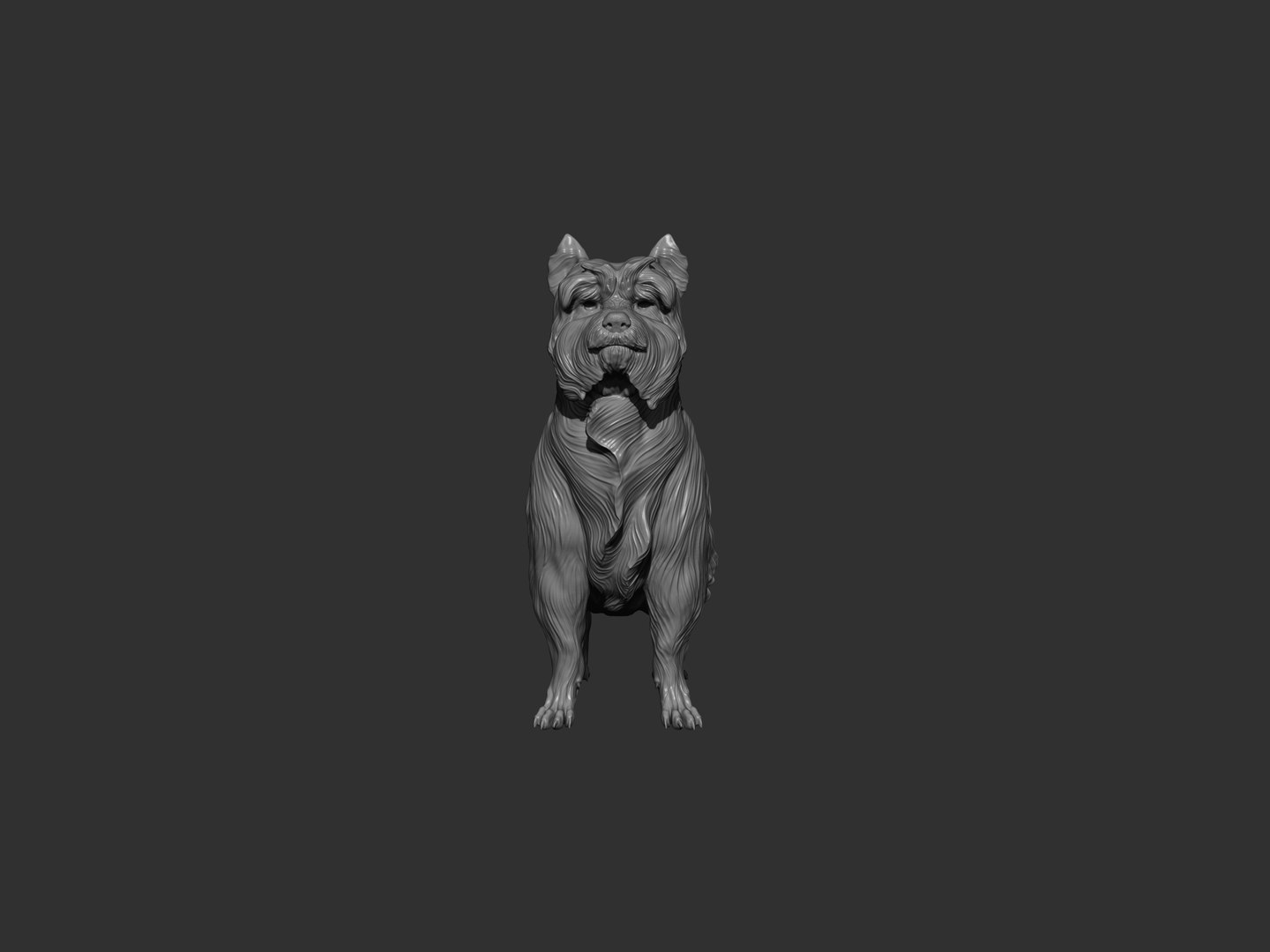3D Yorkie terrier model - TurboSquid 2151047