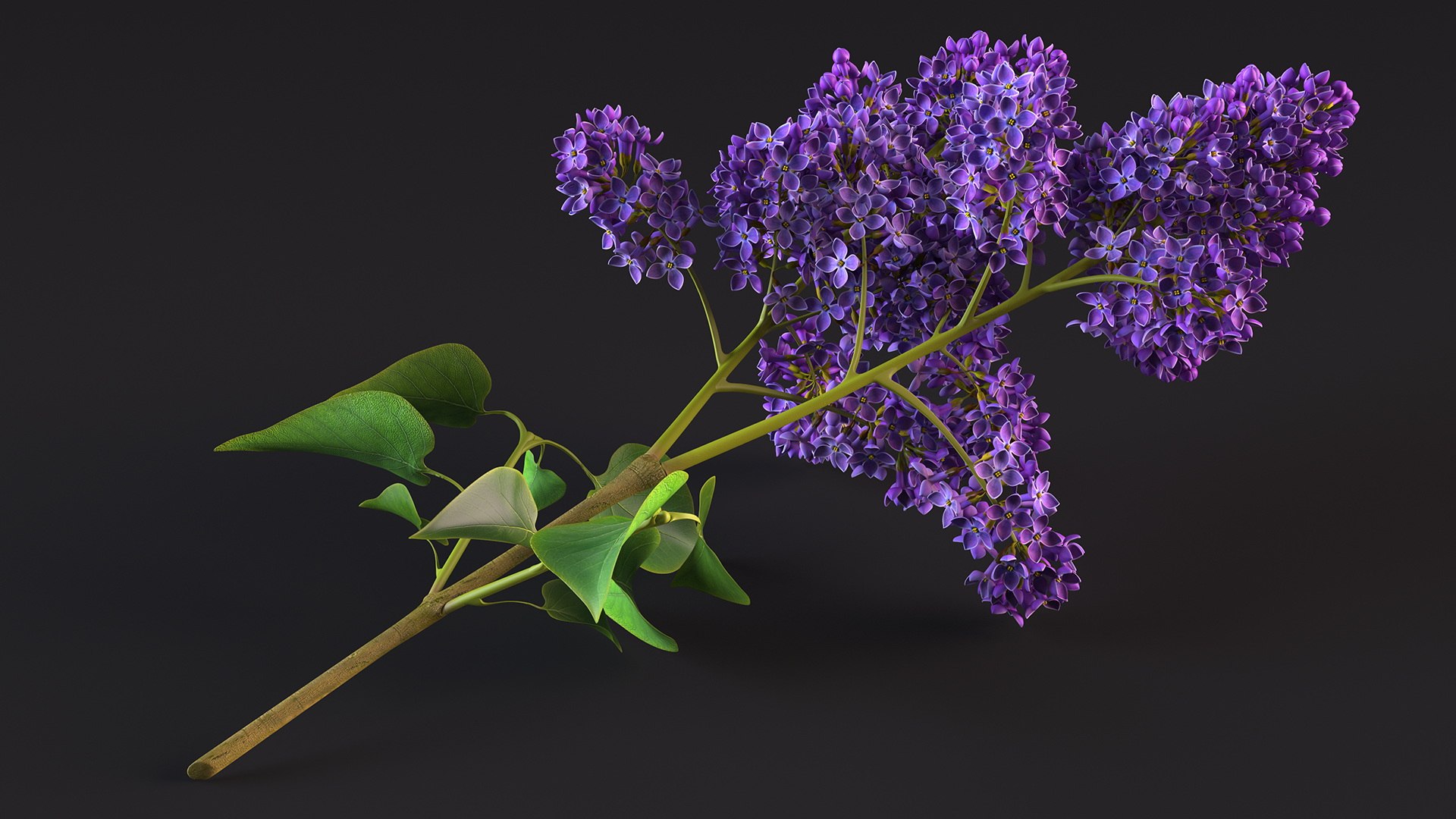 Common Lilac Syringa Vulgaris 3D Model - TurboSquid 2145611