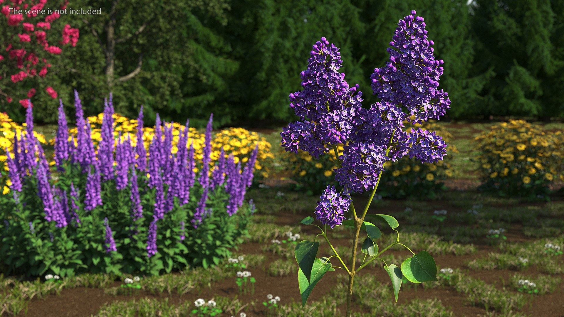 Common Lilac Syringa Vulgaris 3D Model - TurboSquid 2145611