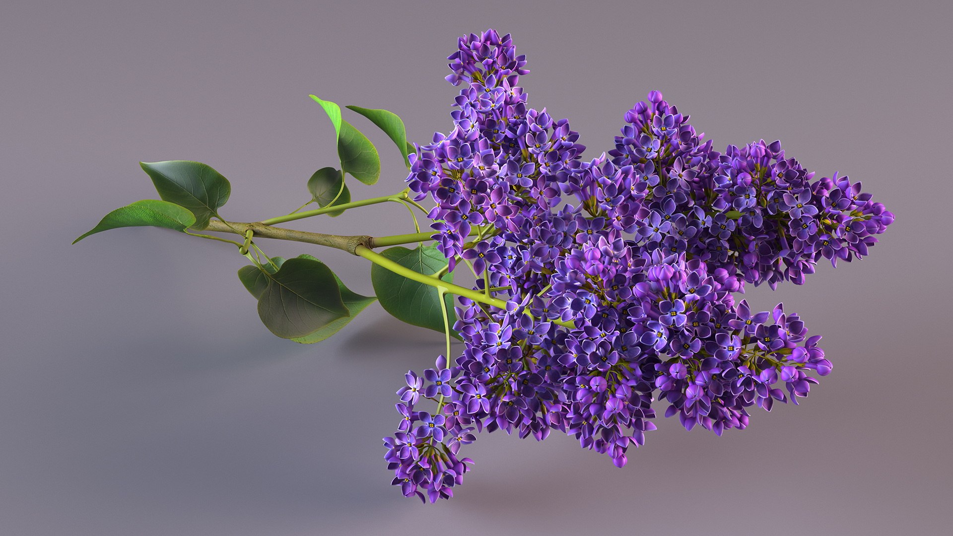 Common Lilac Syringa Vulgaris 3D Model - TurboSquid 2145611