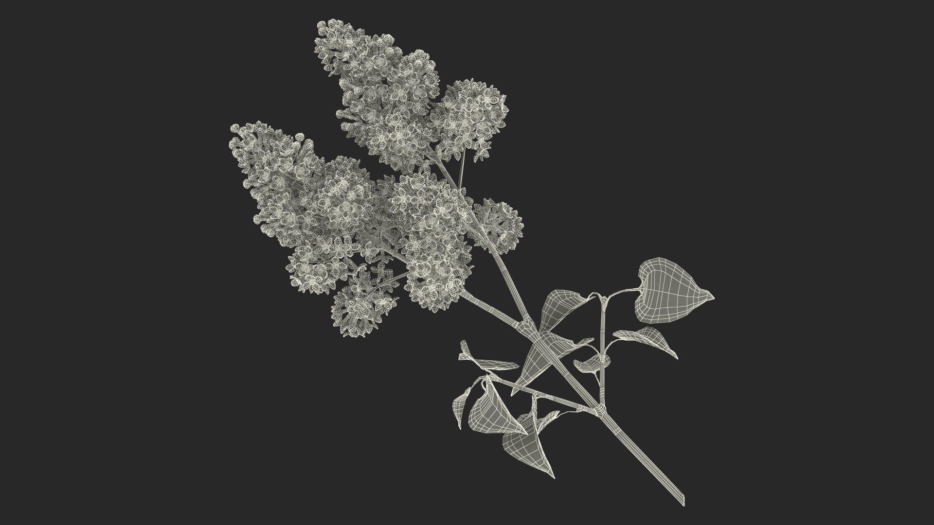 Common Lilac Syringa Vulgaris 3D Model - TurboSquid 2145611