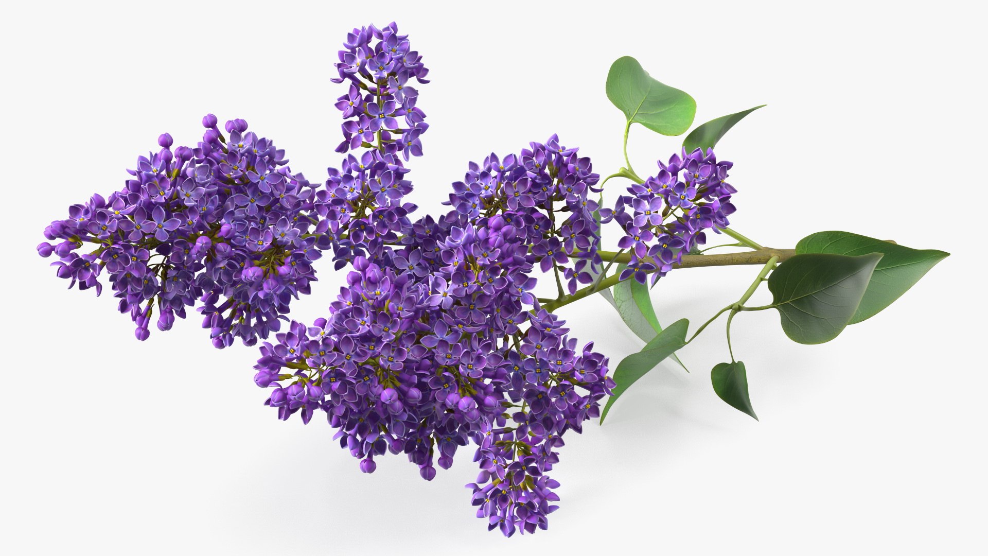 Common Lilac Syringa Vulgaris 3D Model - TurboSquid 2145611