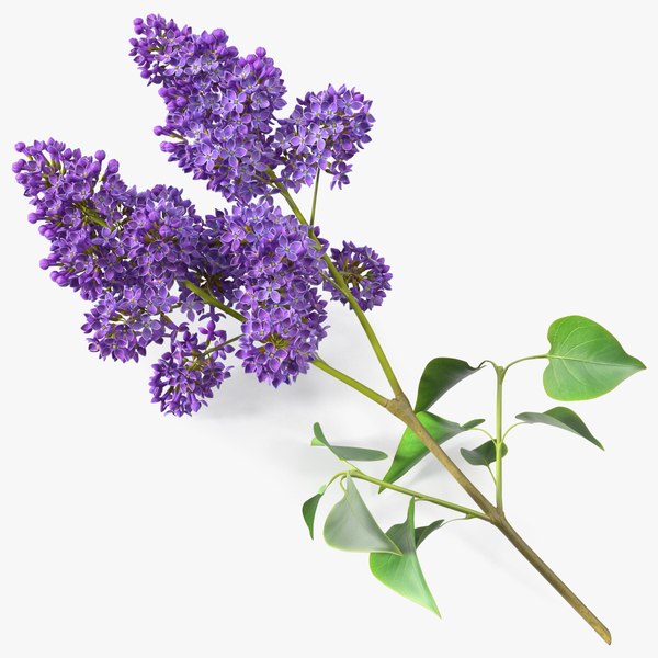 modelo 3d Syringa vulgaris lila común - TurboSquid 2145611