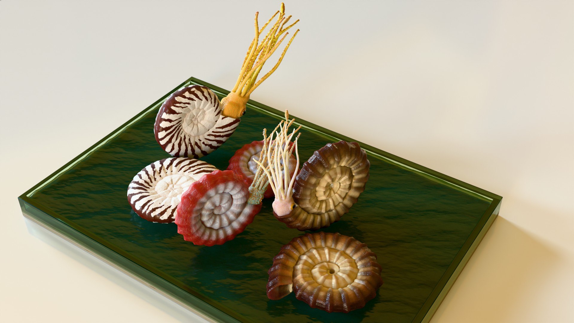 Ammonite - Amonoids - Three Different 3D - TurboSquid 2343645