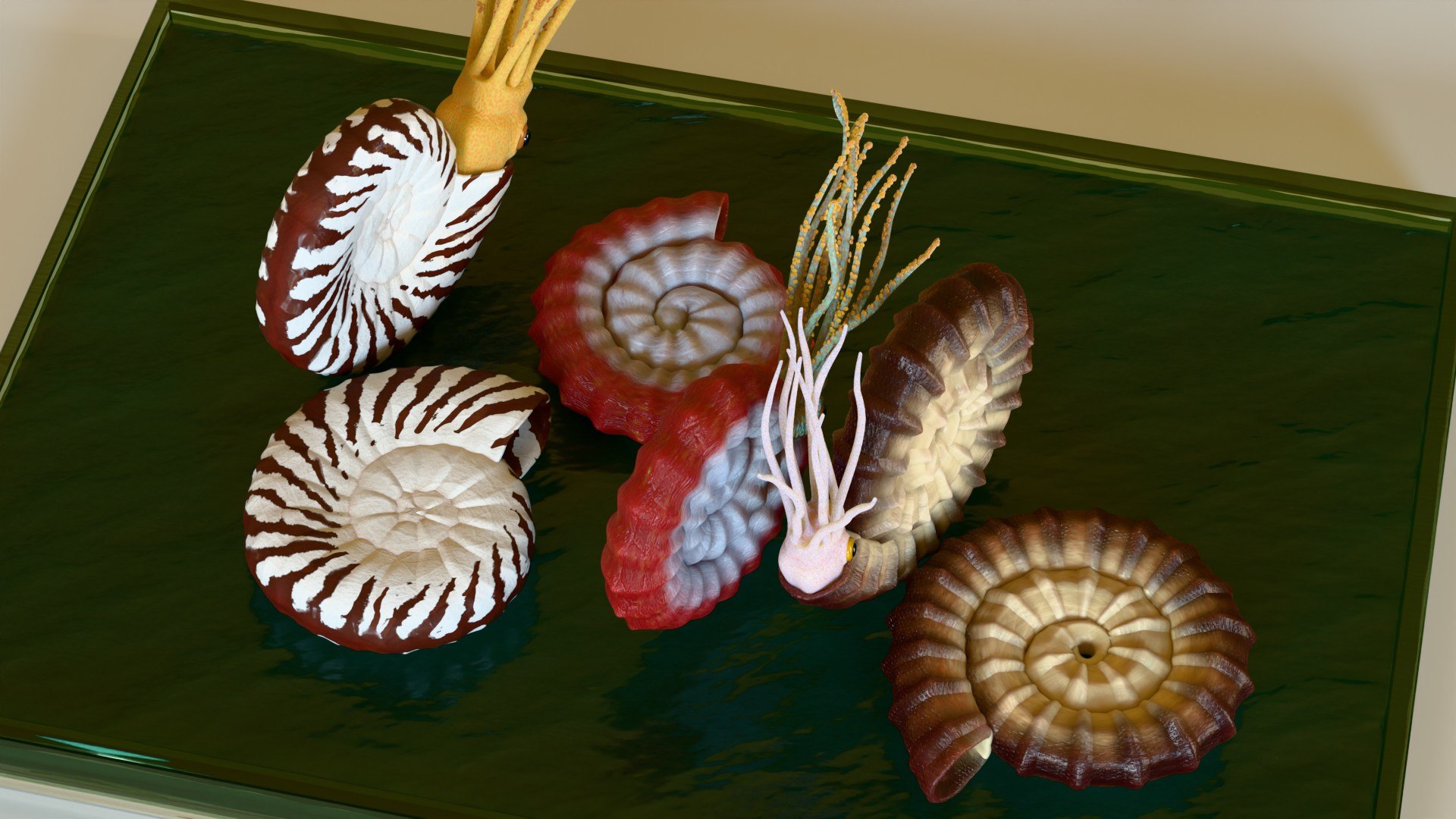 Ammonite - Amonoids - Three Different 3D - TurboSquid 2343645