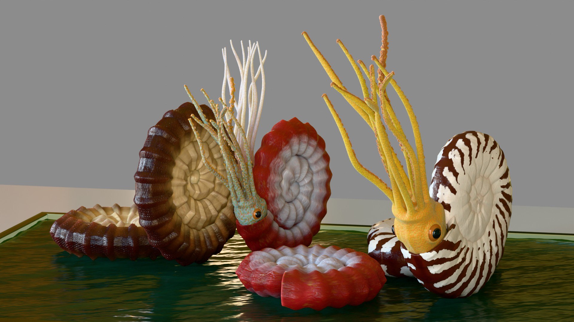 Ammonite - Amonoids - Three Different 3D - TurboSquid 2343645