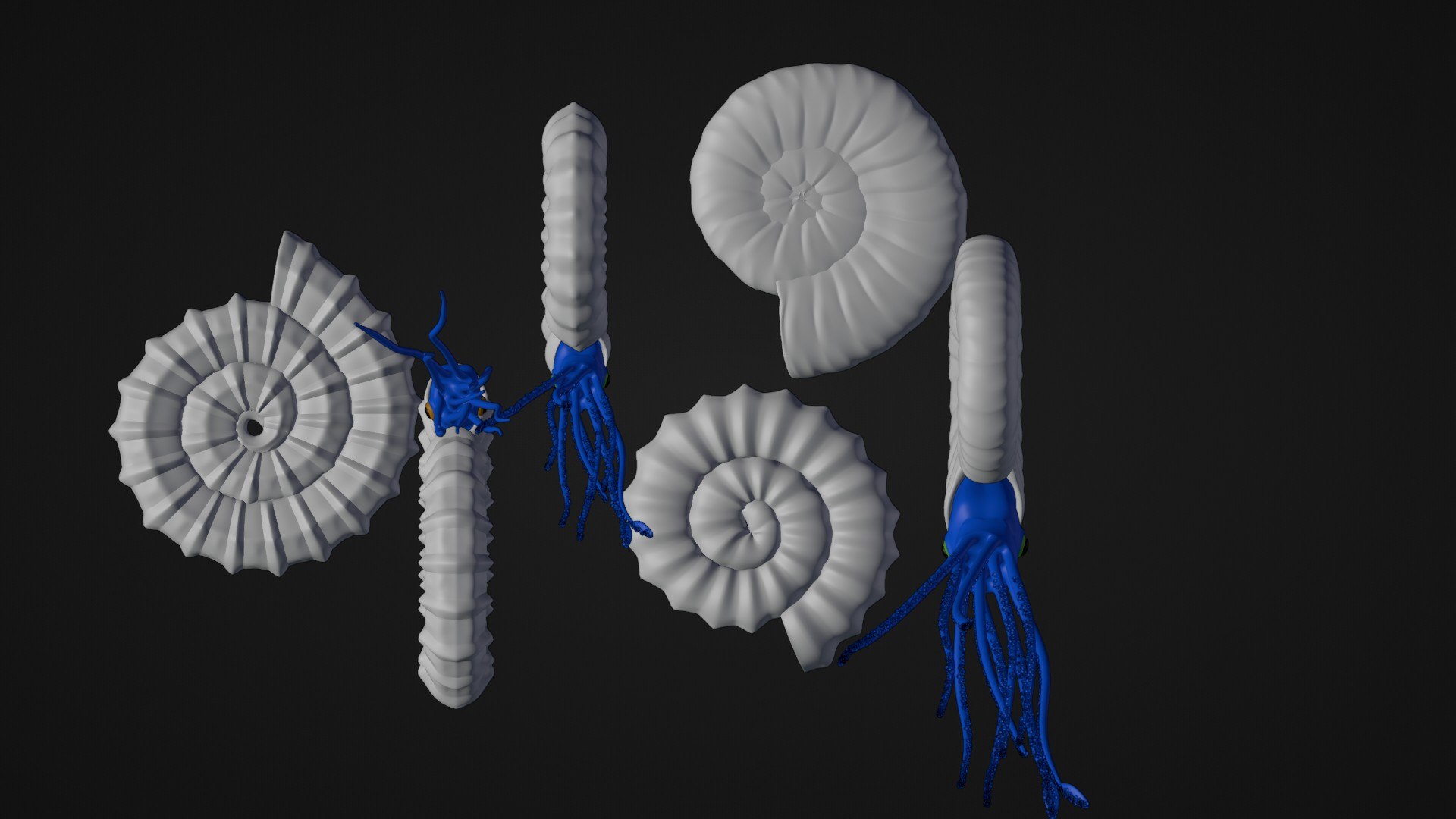 Ammonite - Amonoids - Three Different 3D - TurboSquid 2343645