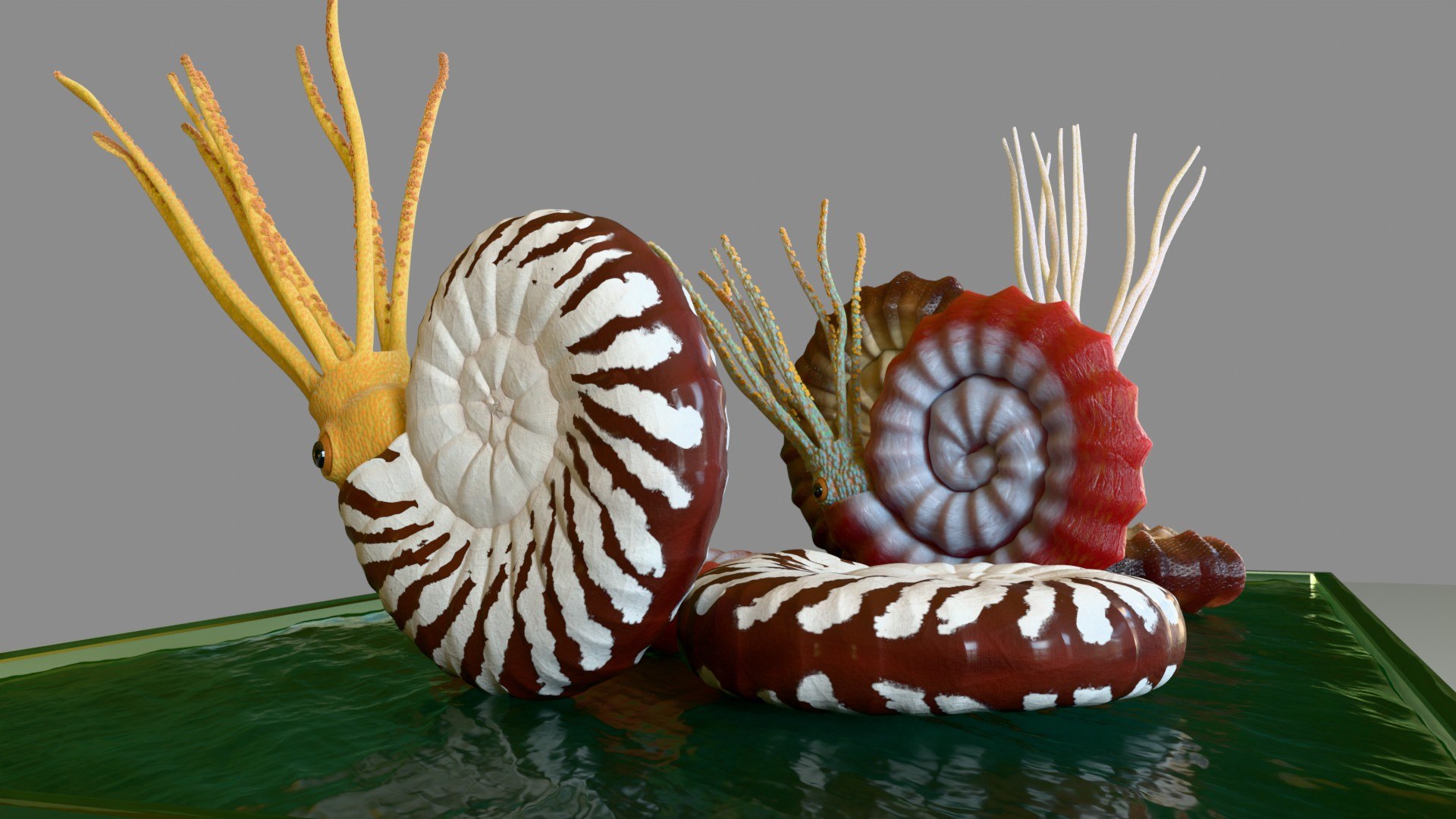 Ammonite - Amonoids - Three Different 3D - TurboSquid 2343645