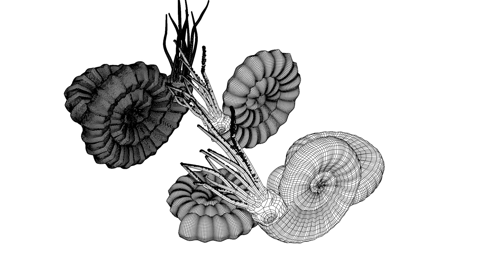 Ammonite - Amonoids - Three Different 3D - TurboSquid 2343645