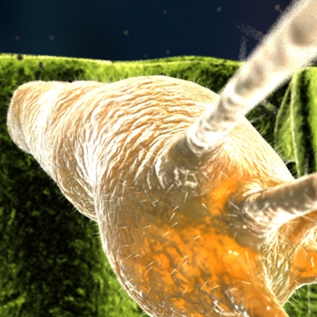 3d Helicobacter Pylori Model