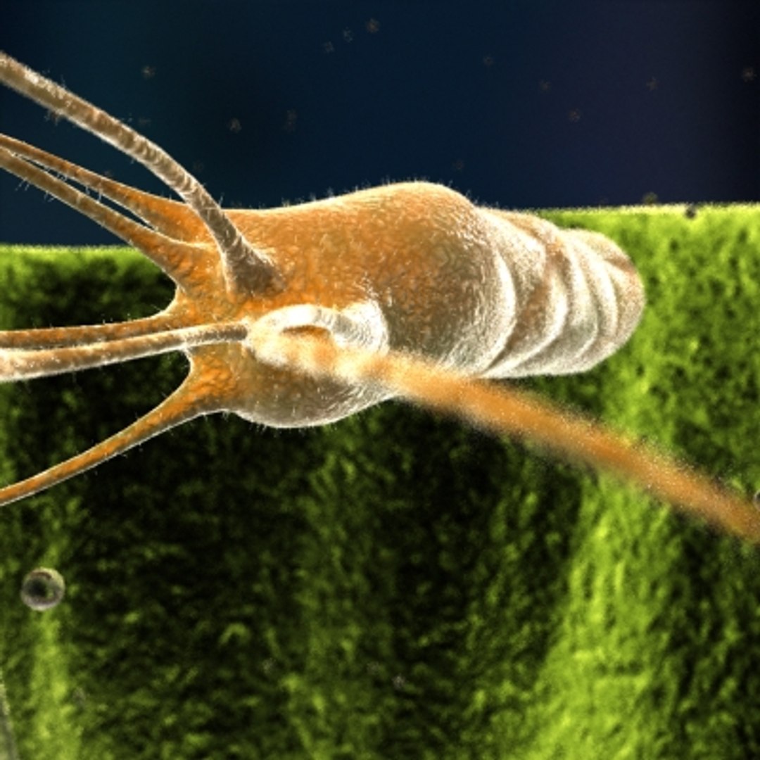 3d Helicobacter Pylori Model