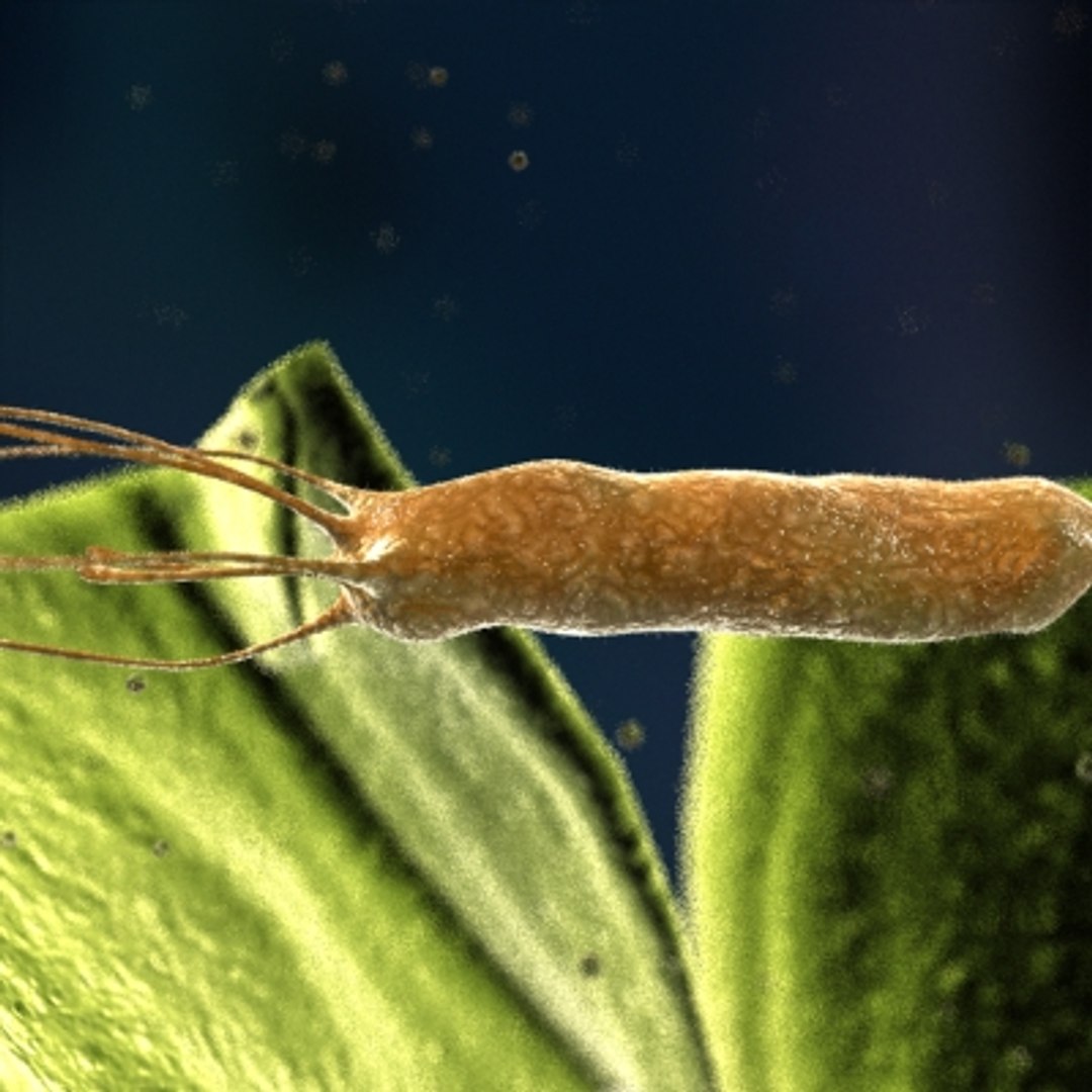 3d Helicobacter Pylori Model