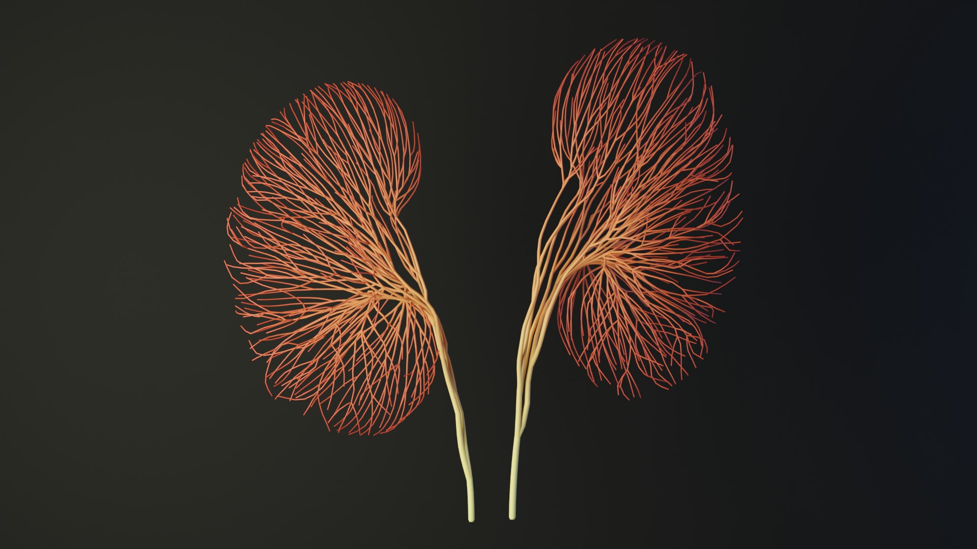 Human Kidney Unrolling Growing Animation 3D Model - TurboSquid 1978681