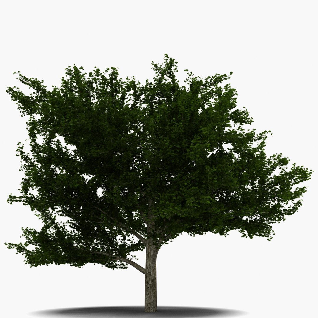 Ginkgo Tree 3d Model