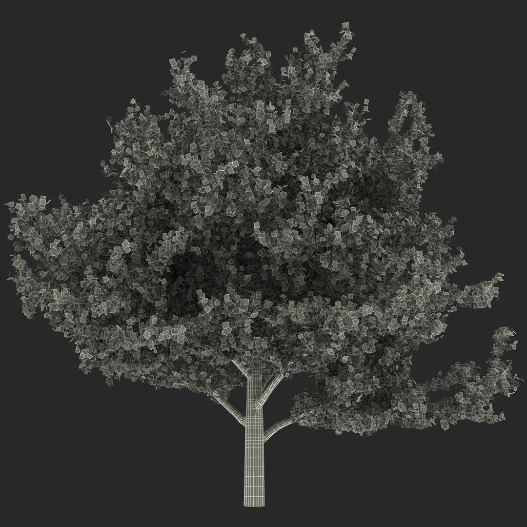 Ginkgo Tree 3d Model