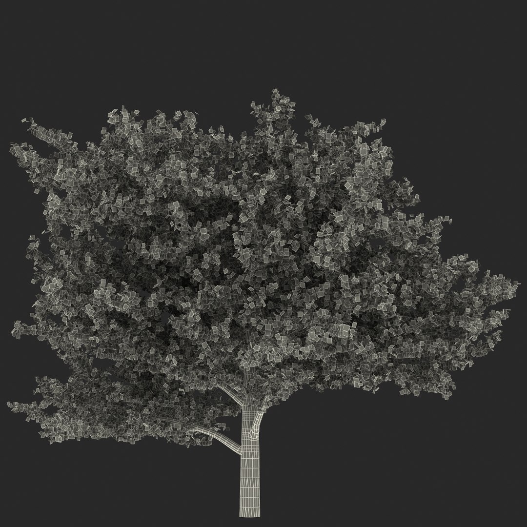 Ginkgo Tree 3d Model