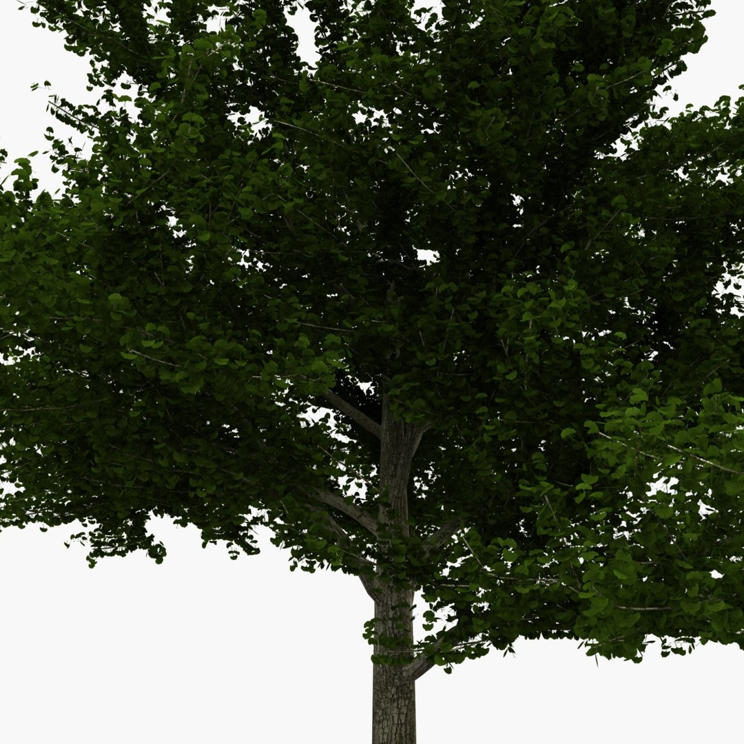 Ginkgo Tree 3d Model