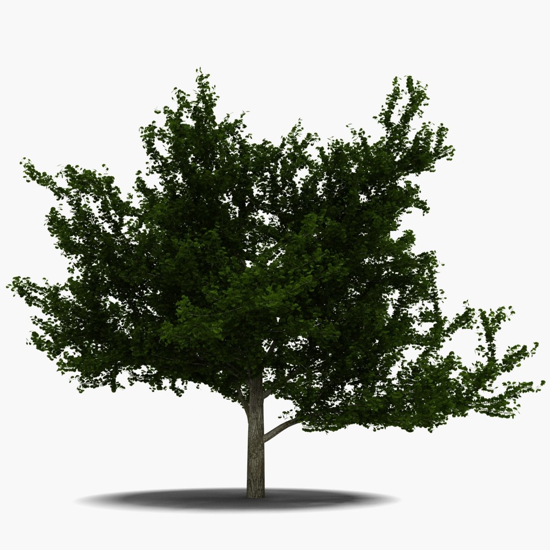 Ginkgo Tree 3d Model