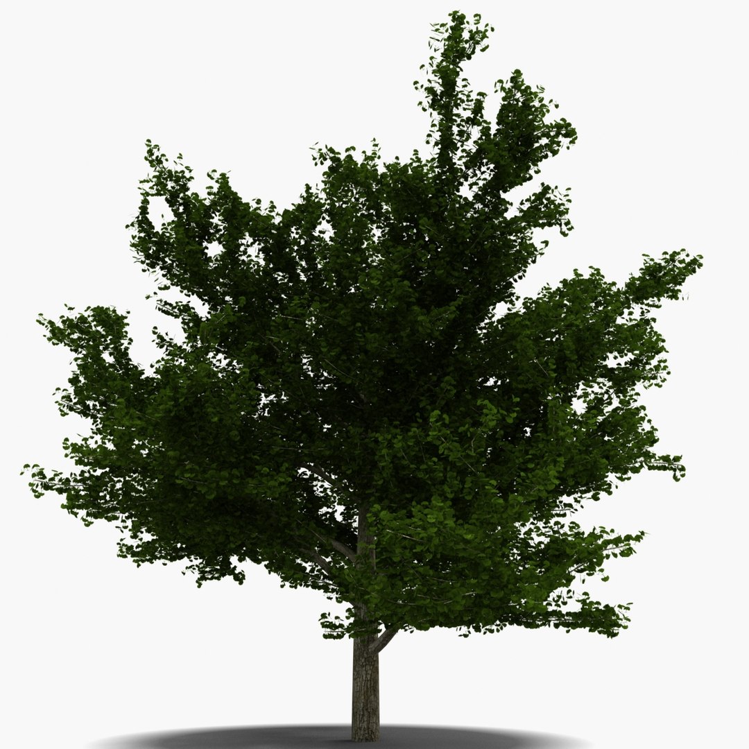 Ginkgo Tree 3d Model
