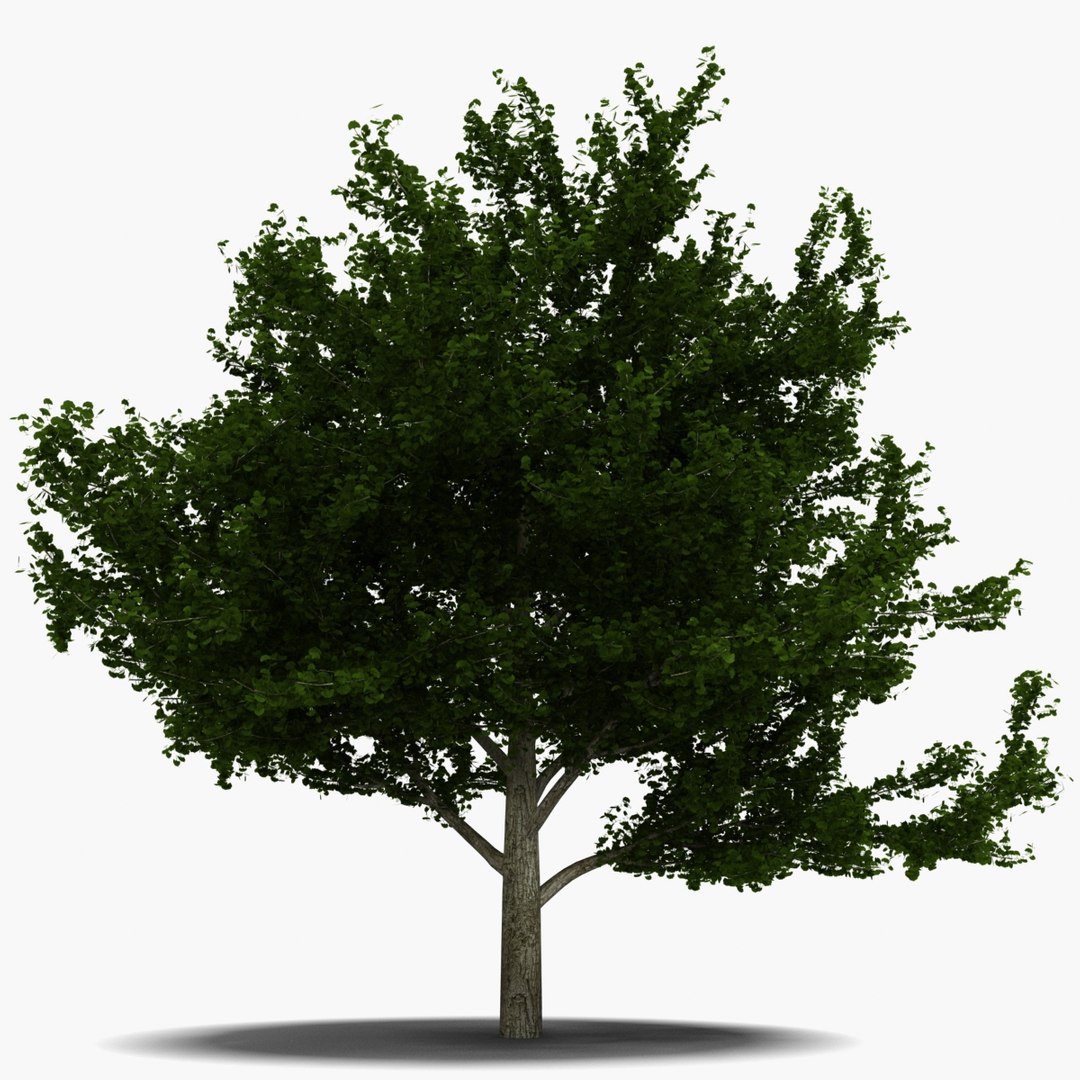 Ginkgo Tree 3d Model