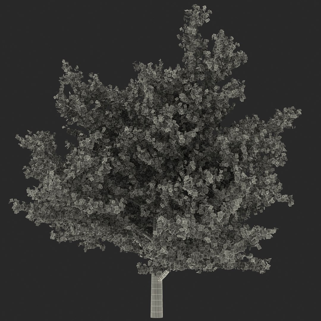 Ginkgo Tree 3d Model