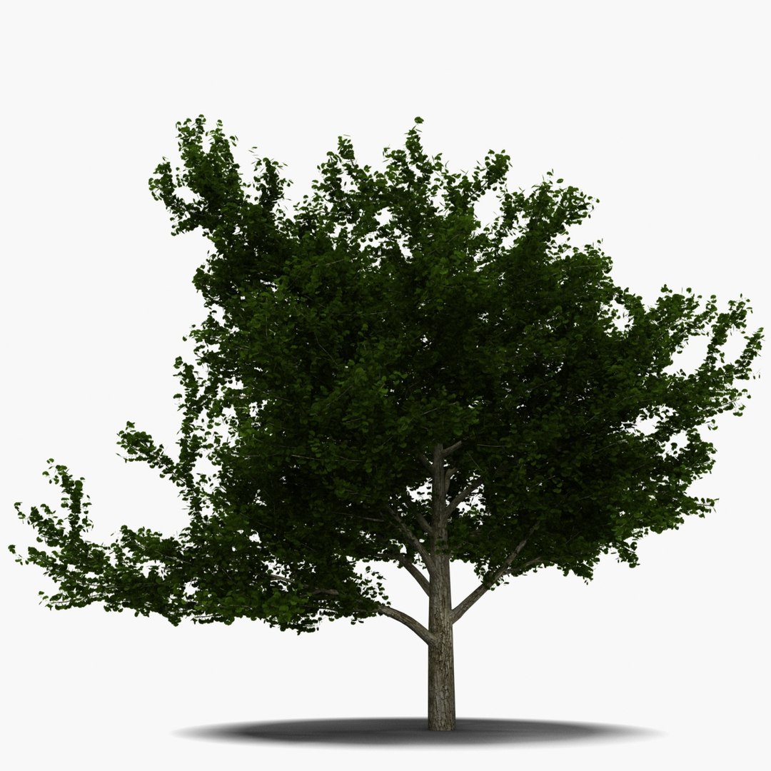 Ginkgo Tree 3d Model