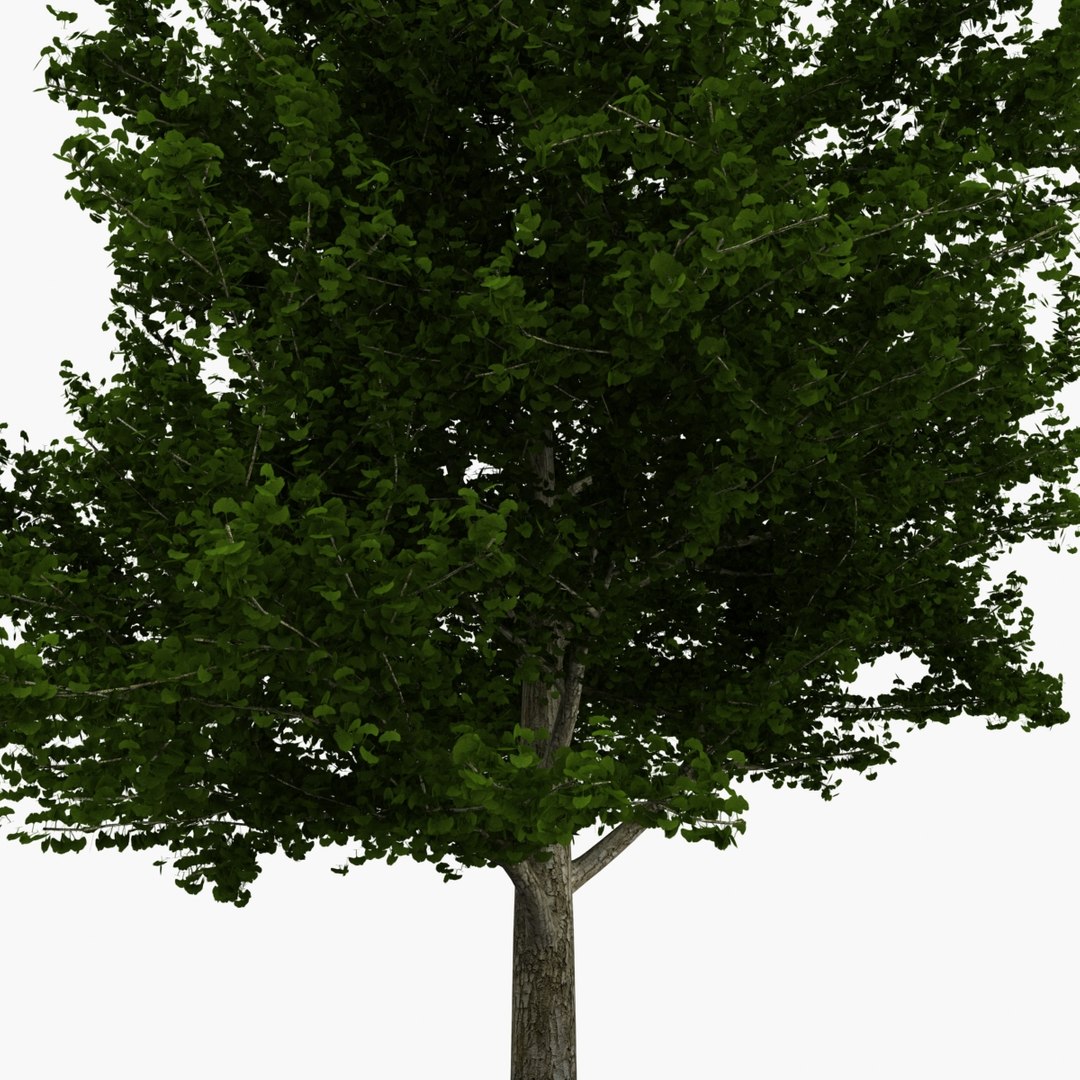 Ginkgo Tree 3d Model