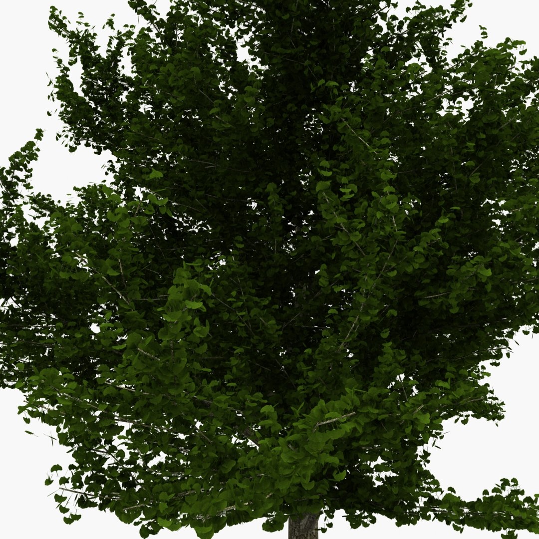 Ginkgo Tree 3d Model