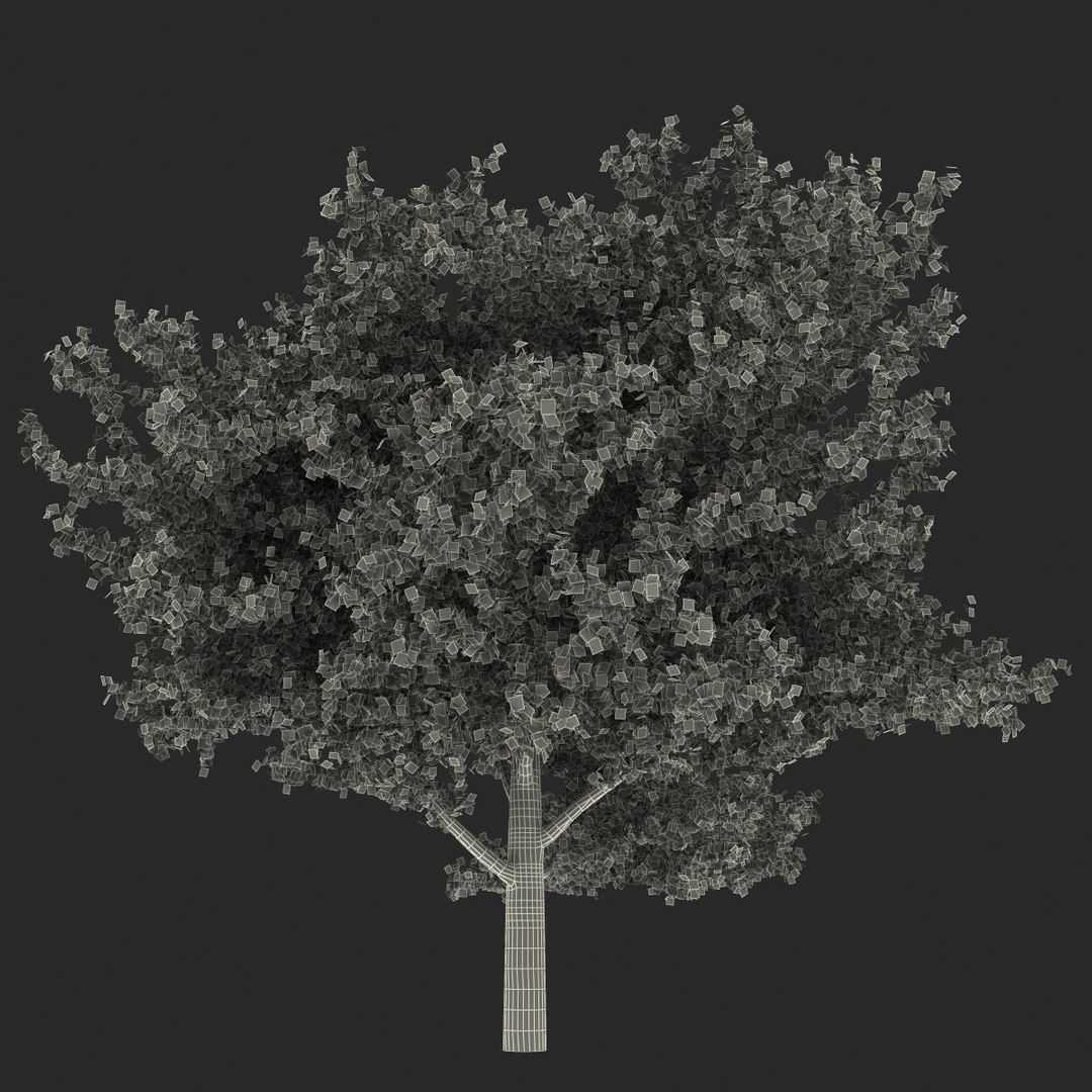 Ginkgo Tree 3d Model