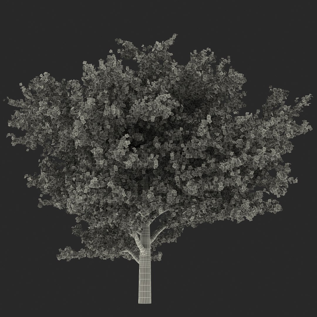 Ginkgo Tree 3d Model