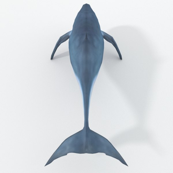 3D irrawaddy dolphin - TurboSquid 1398168