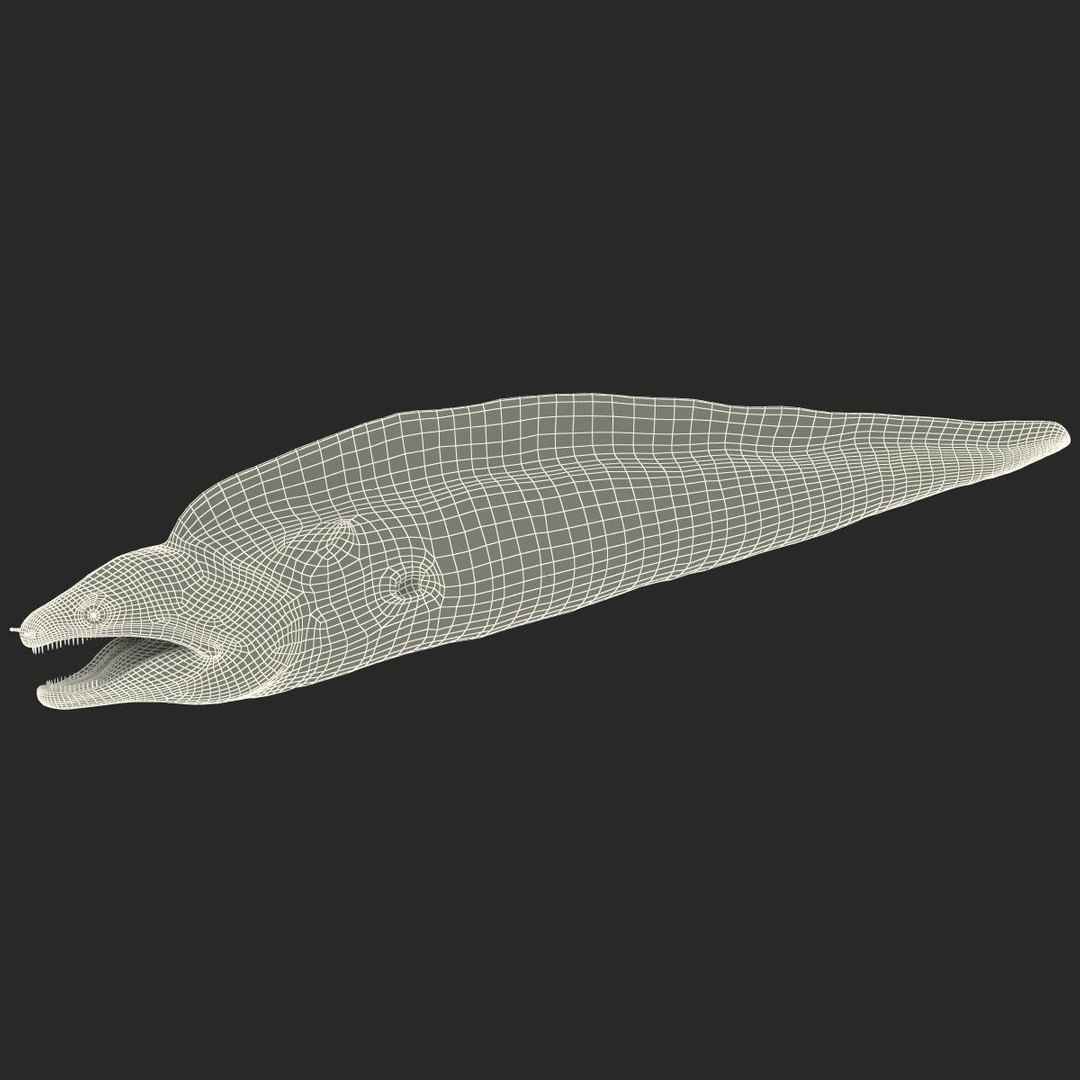 Sea Predator 3d Model