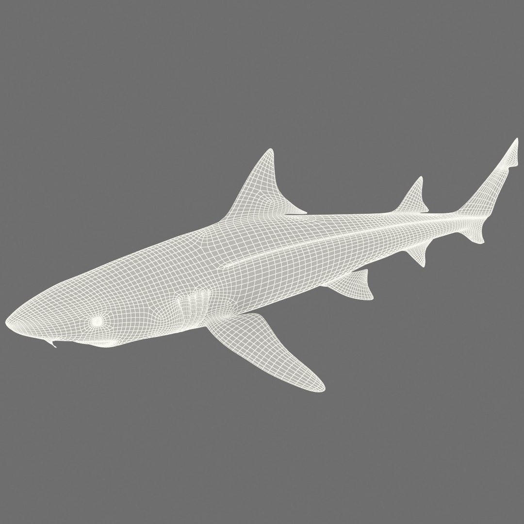 Sea Predator 3d Model