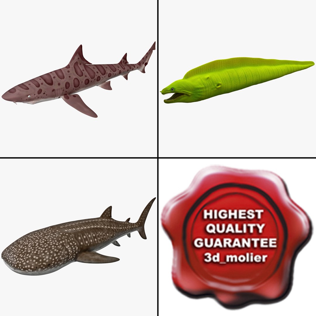 Sea Predator 3d Model