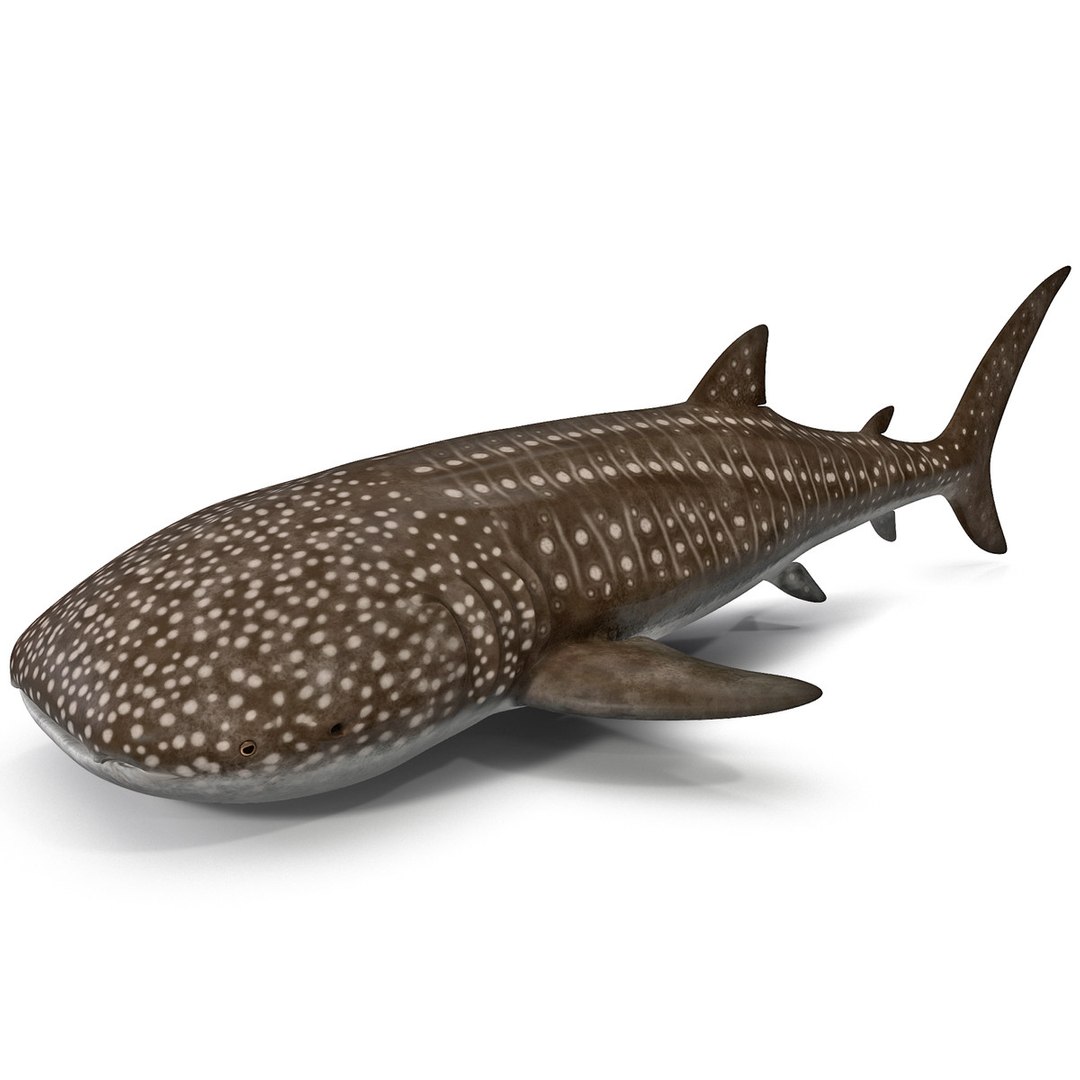 Sea Predator 3d Model