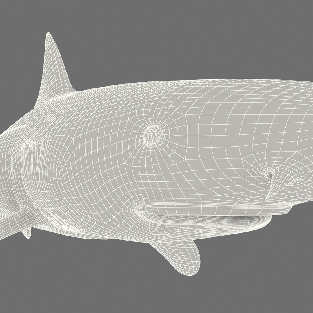Sea Predator 3d Model
