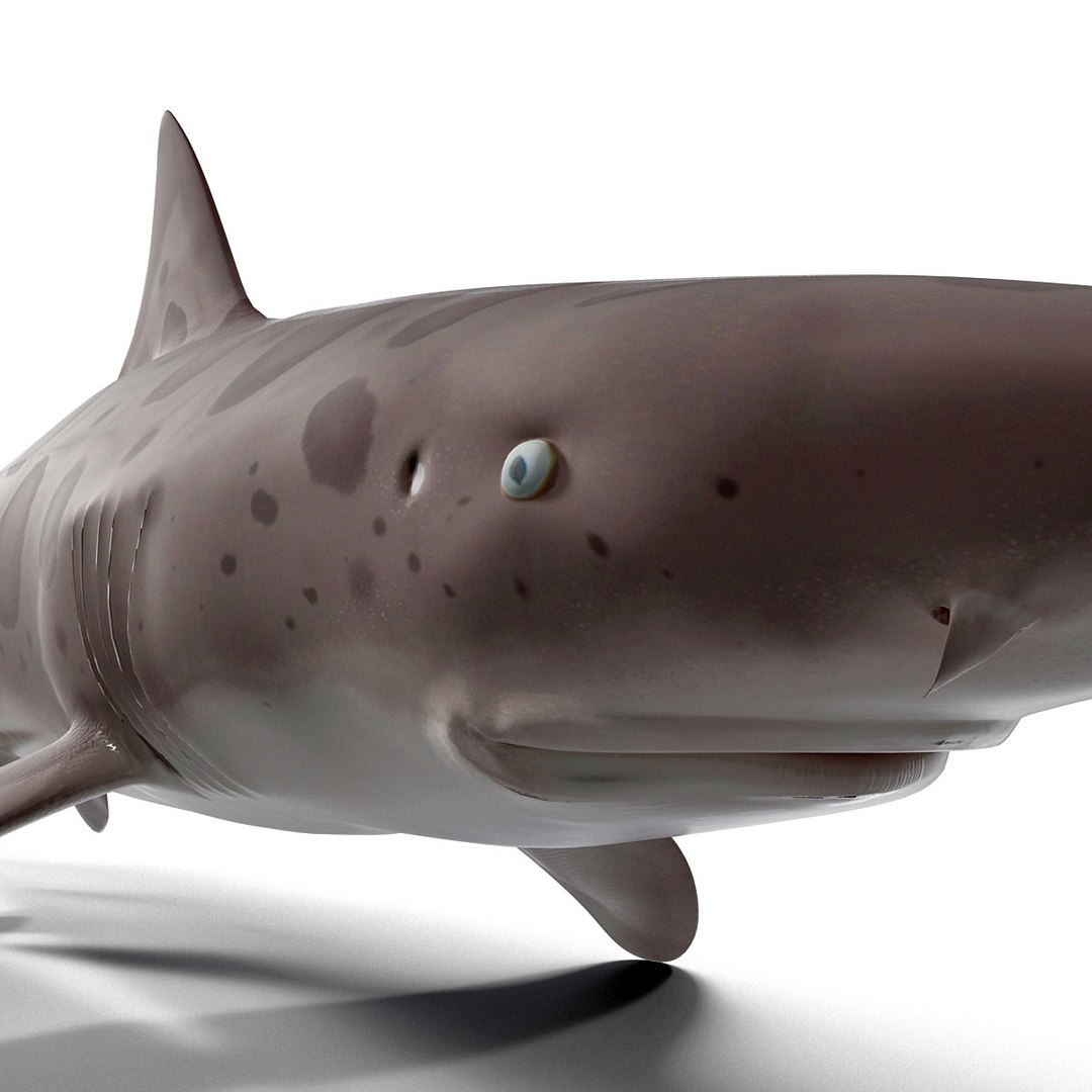 Sea Predator 3d Model